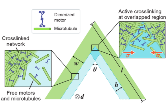 Publications | Thomson Lab